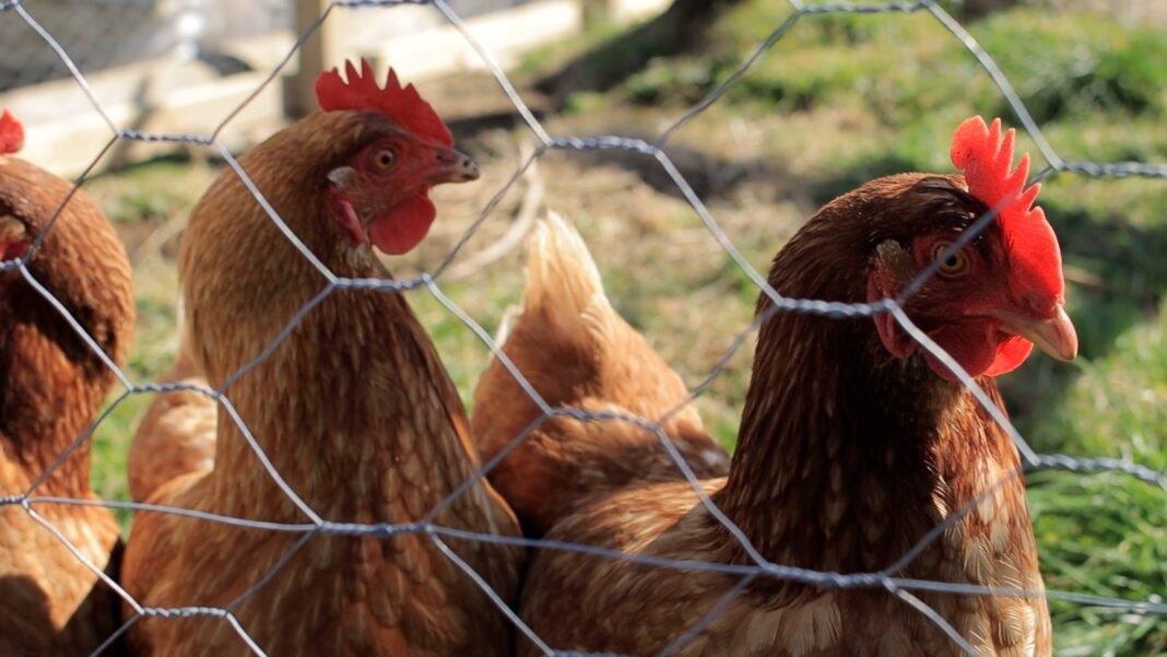 Honduras detecta caso de influenza aviar en granja comercial - Evidencia HN
